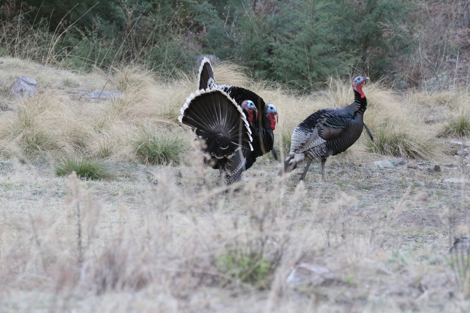 Arizona Auction Gould's Turkey Hunt Photos - Jay Scott Outdoors/Colburn ...