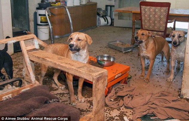 White Wolf : 15 dogs living in unclean conditions with their owner and ...