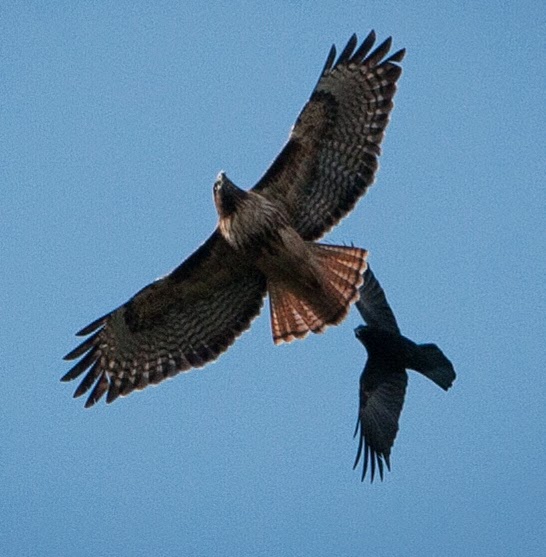 Shoreline Area News: For the Birds: Birds attacking innocent humans