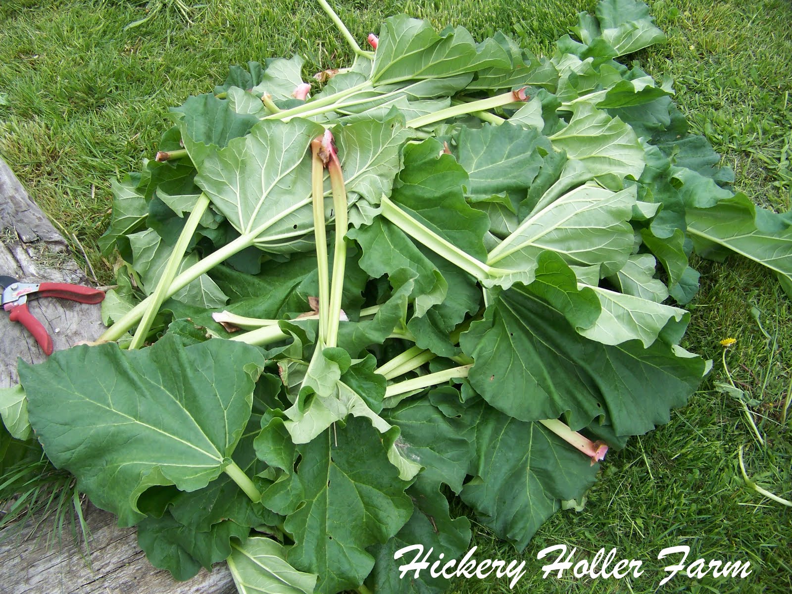 Hickery Holler Farm: An Afternoon In The Rhubarb Patch