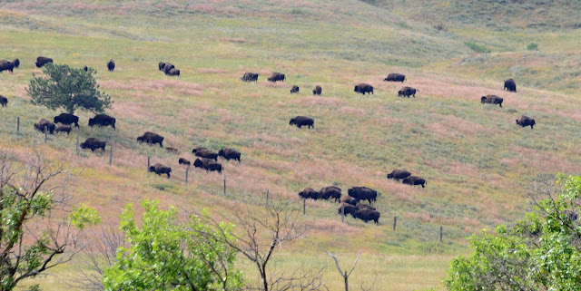 Dina's City Wildlife Adventures: Animals in Custer State Park