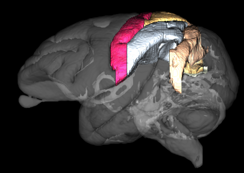 Atlas de neuroanatomía: CORTEZA CEREBRAL (NEOCORTEZA)