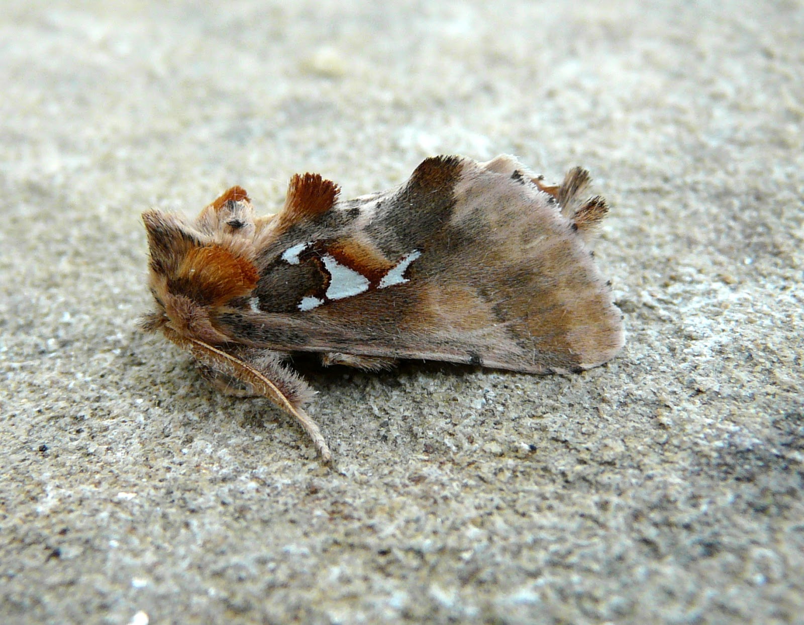 birdingexmouth: French Moths