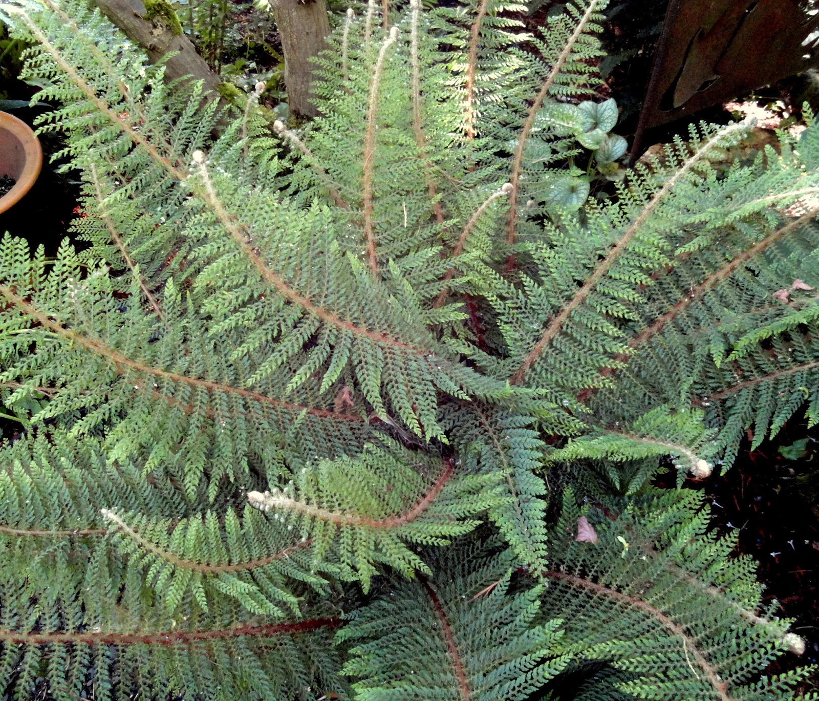 danger garden: The personal garden of Dan Heims, aka Mr. Terra Nova