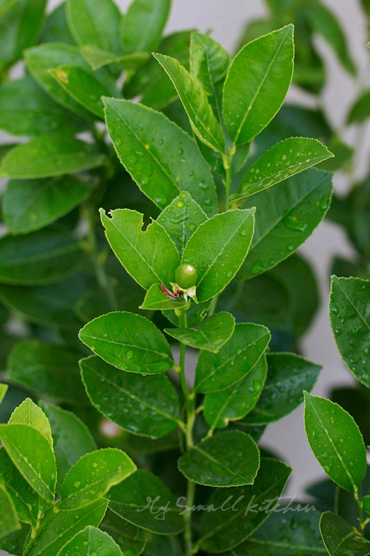My Small Kitchen: Pokok Lemon
