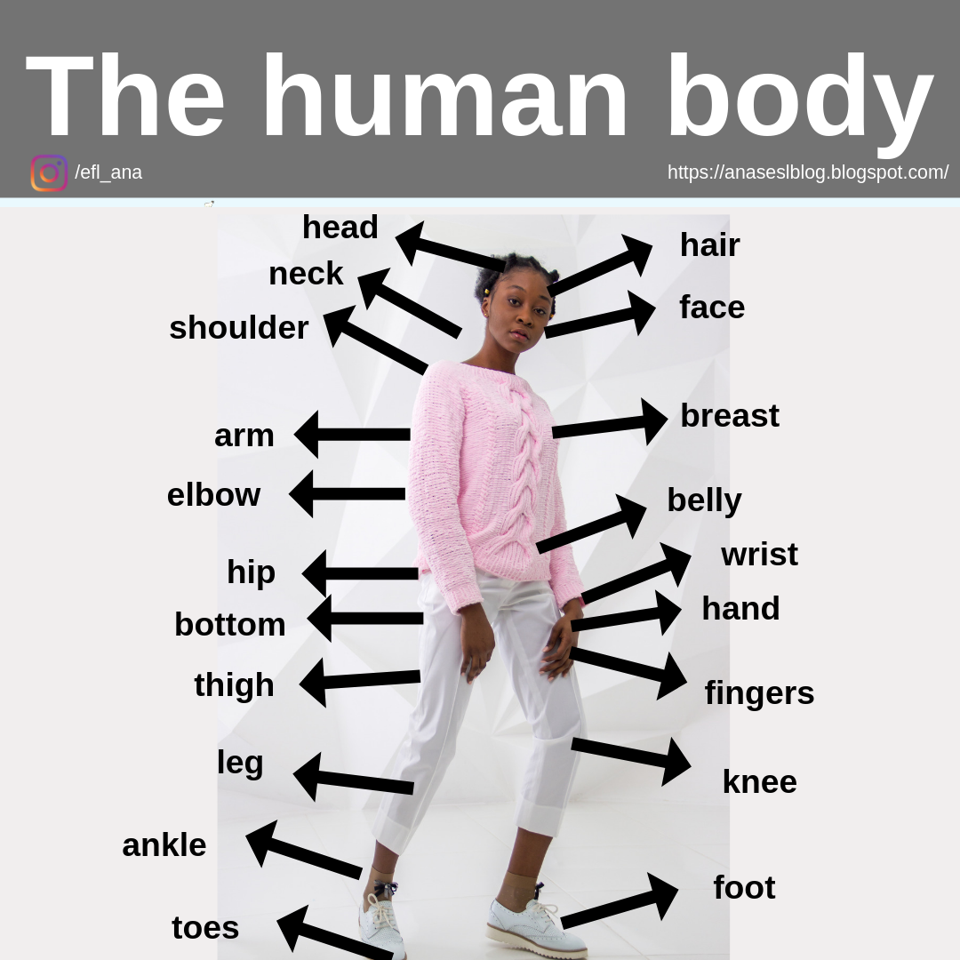 Ana's ESL blog: The body