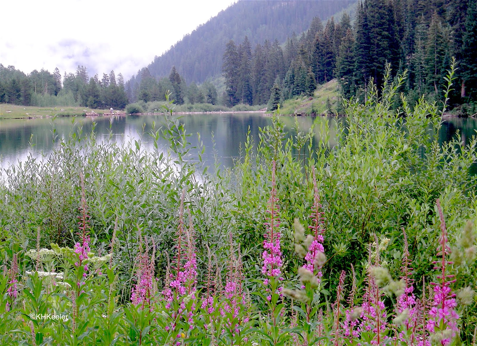 A Wandering Botanist: Plant Story--the Iconic Fireweed