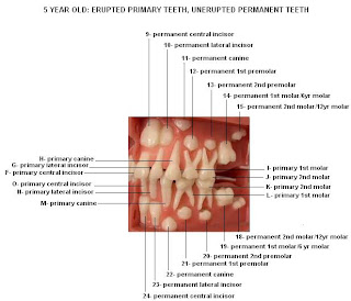 teeth diagram: As shown in the teeth numbers diagram below