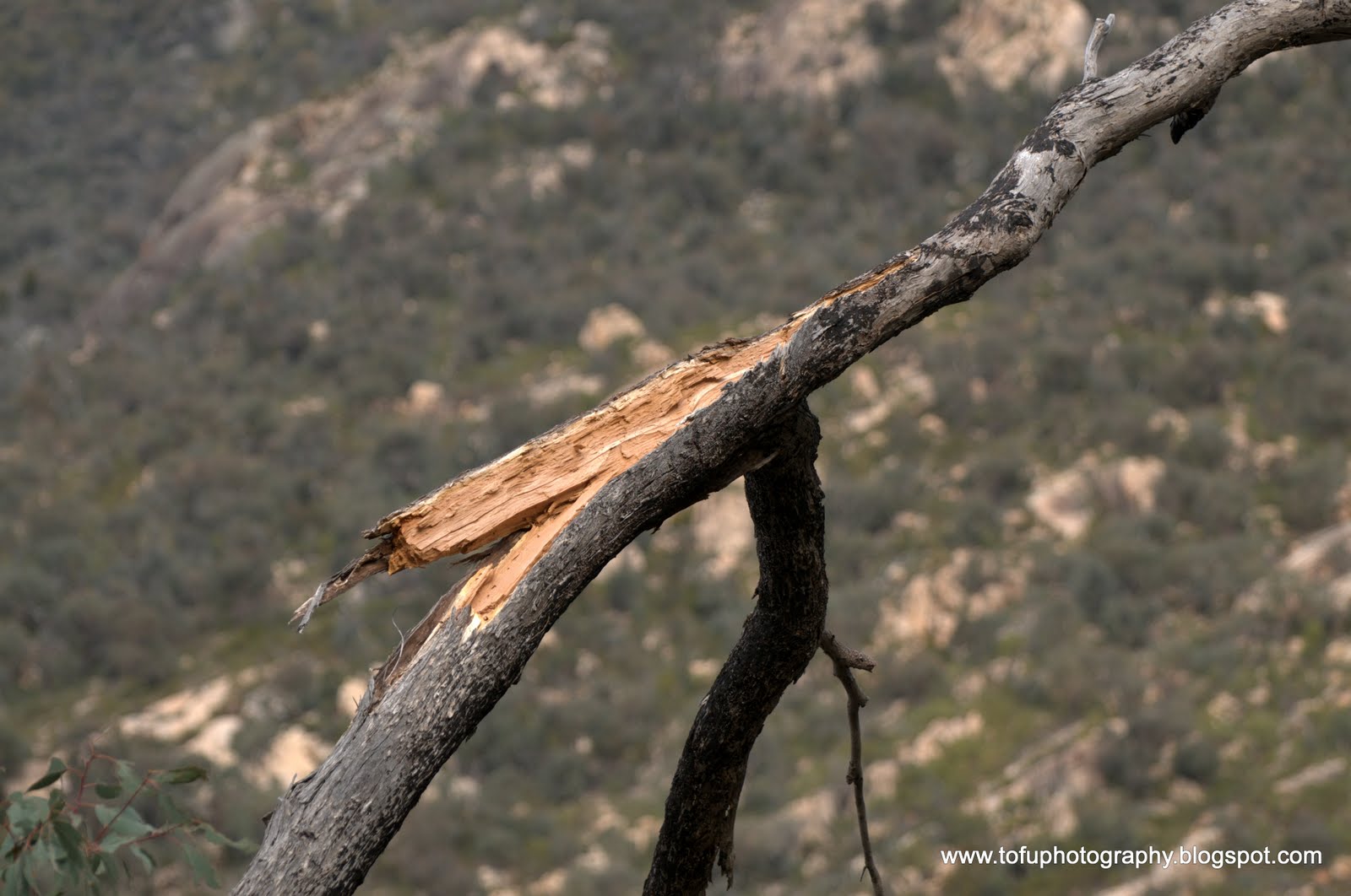 Tofu Photography: Broken branch