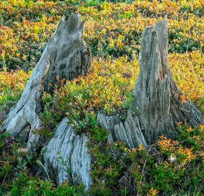 In Search of Perfect Light...: The Kingston Plains Revisited – In ...