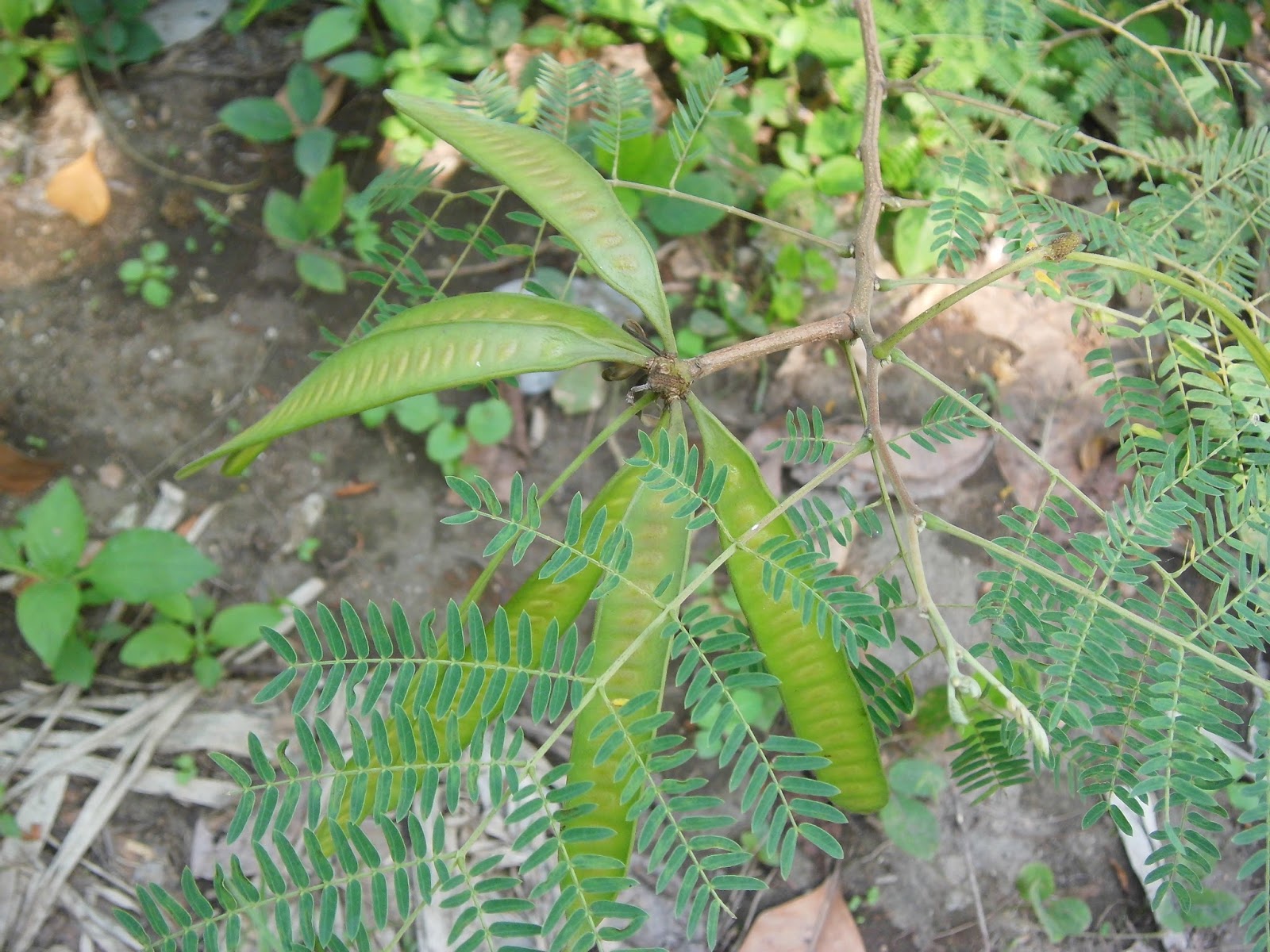 Lamtoro (Leucaena leucocephala)