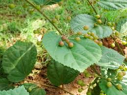 Flora-Hort. all about Horticulture, Floriculture and Landscaping ...