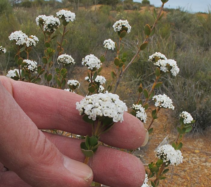 Esperance Wildflowers: Logania buxifolia – Loganiaceae