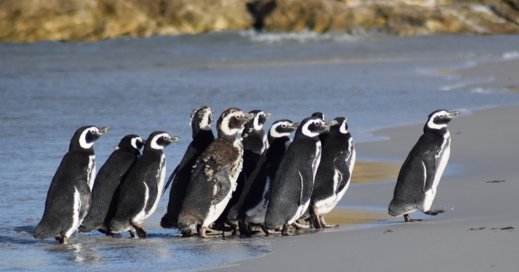 Cebu and Beyond: In Search of Penguins, Falkland Islands