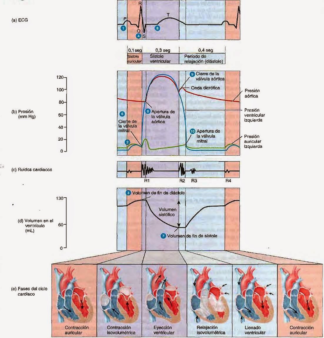 El Blog de Fisiología Médica de Pablo Leal Espinoza: Ciclo cardiaco
