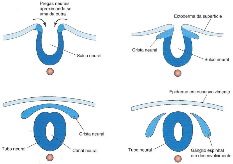~ Blog de Neuromorfofisiología