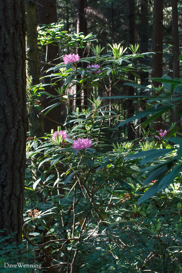 My Wild Rhododendron Adventure