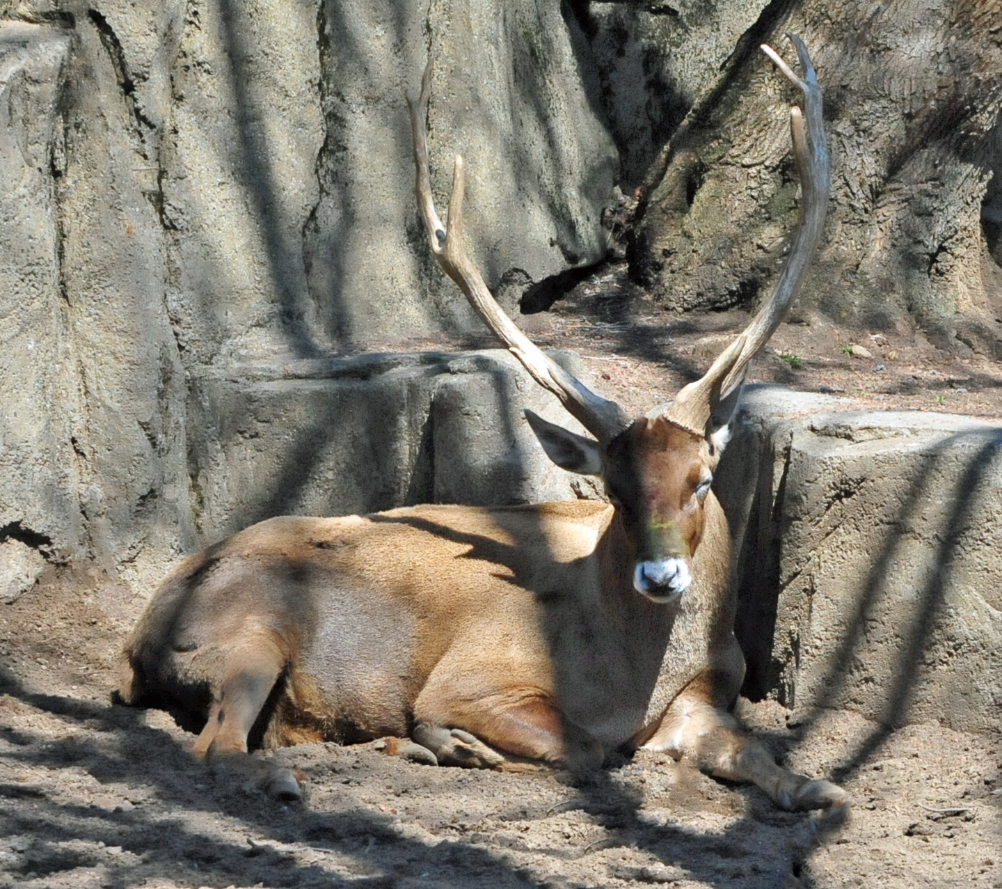 Catalogue of Organisms: The Cervini: Deer of Temperate Eurasia (and Beyond)