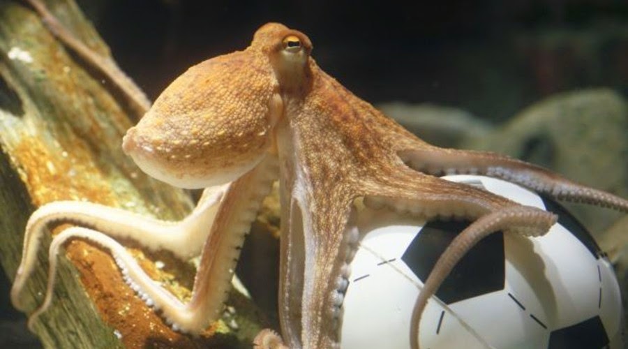 Science Class 6EP THE MOLLUSKS science-class-6ep-the-mollusks