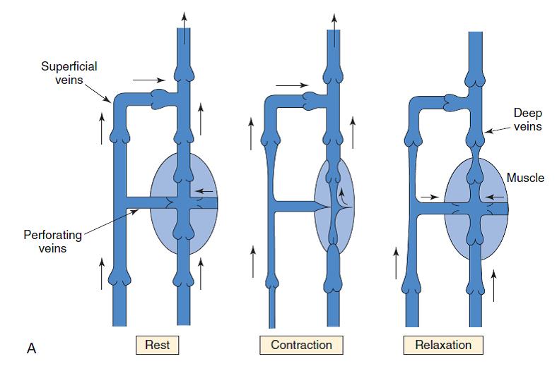 Vascular Mind : DYNAMICS OF VENOUS FLOW IN A NORMAL AND ABNORMAL LIMB