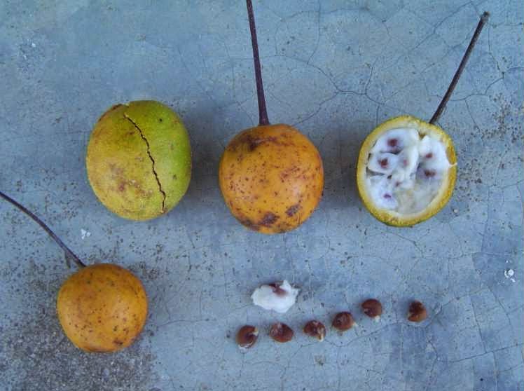 Trapiá - Crateva tapia L. | Natureza Bela