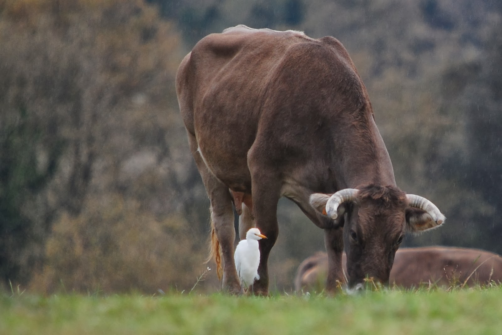 Bloc de Can Rifà-Font: ALS VOLTANTS DE TORELLÓ, A LES ACABALLES DE L'ANY
