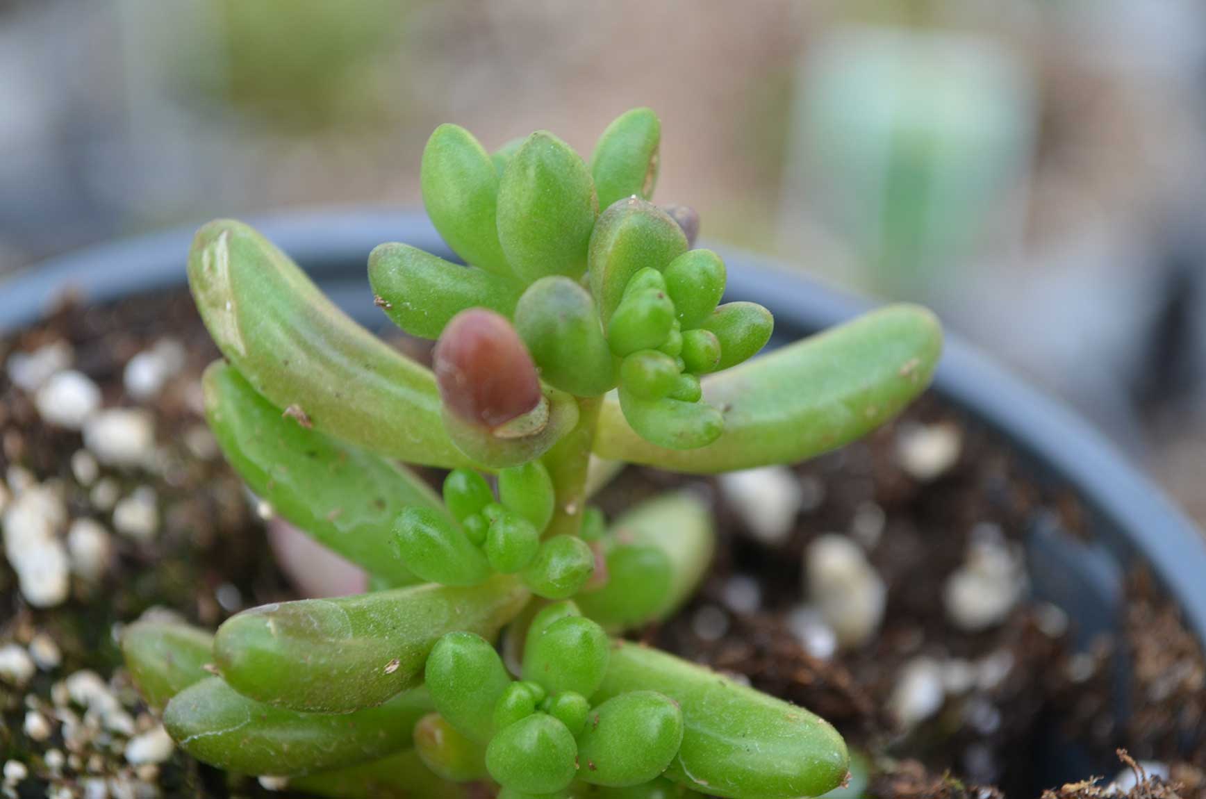 Sedum rubrotinctum «dedo de niño» - Id Plantae