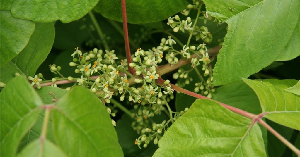 Rhus toxicodendron