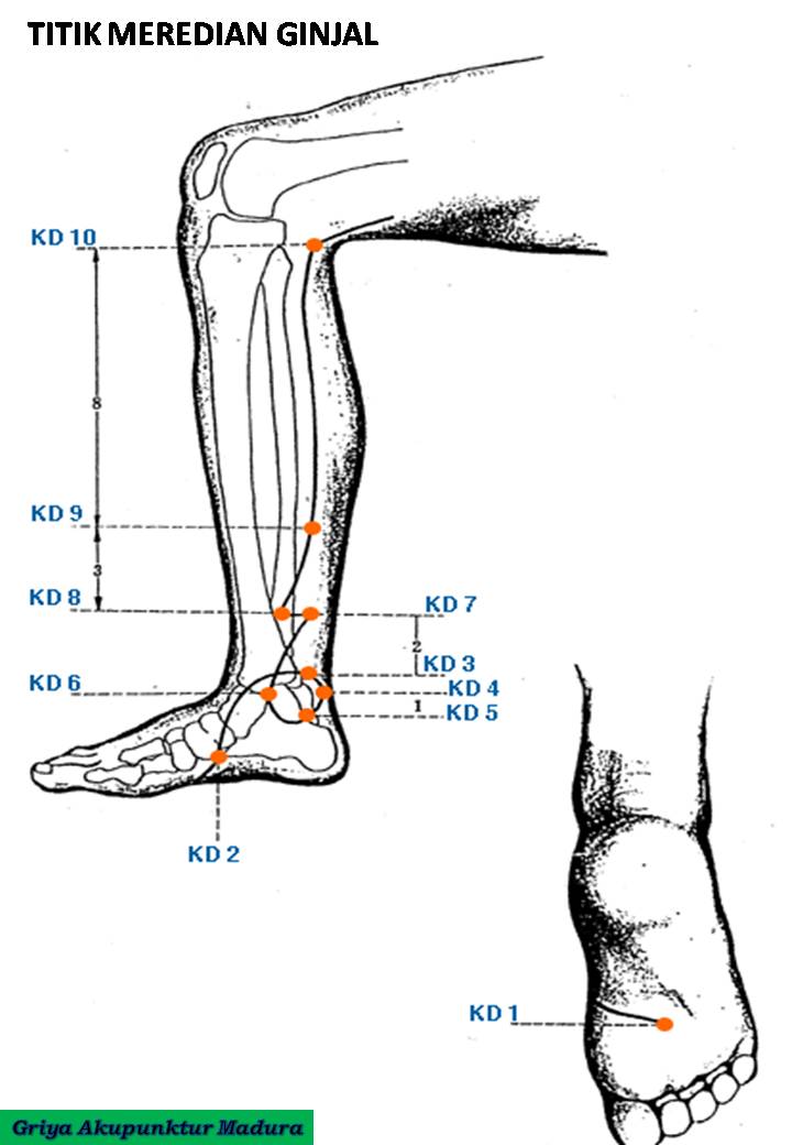 Ilmu Titik Meridian Akupuntur Dan Akupresur