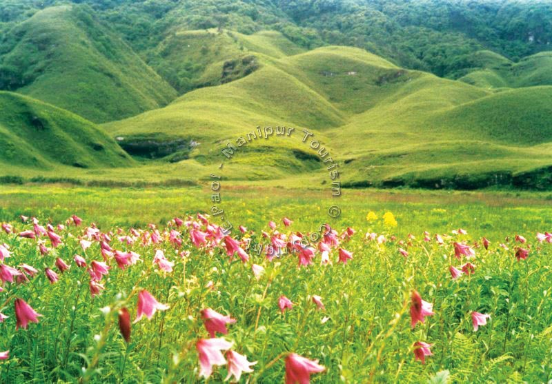 MY MANIPUR: SIROI LILY