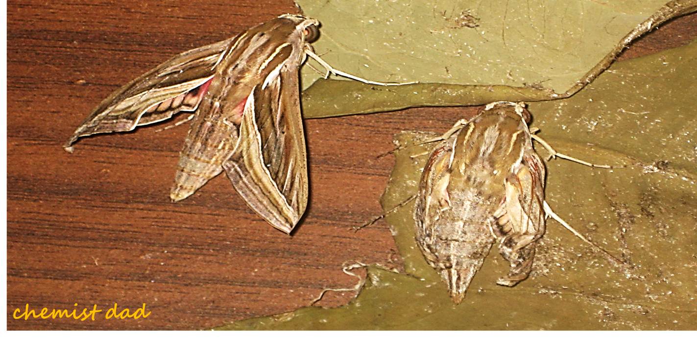 Creepy Crawlers: The Moth