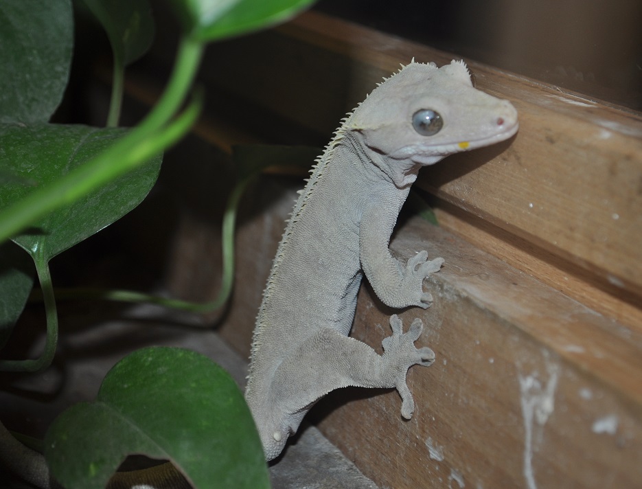ZOOTOGRAFIANDO (6.100 ANIMALS): GECKO CRESTADO / CRESTED GECKO ...