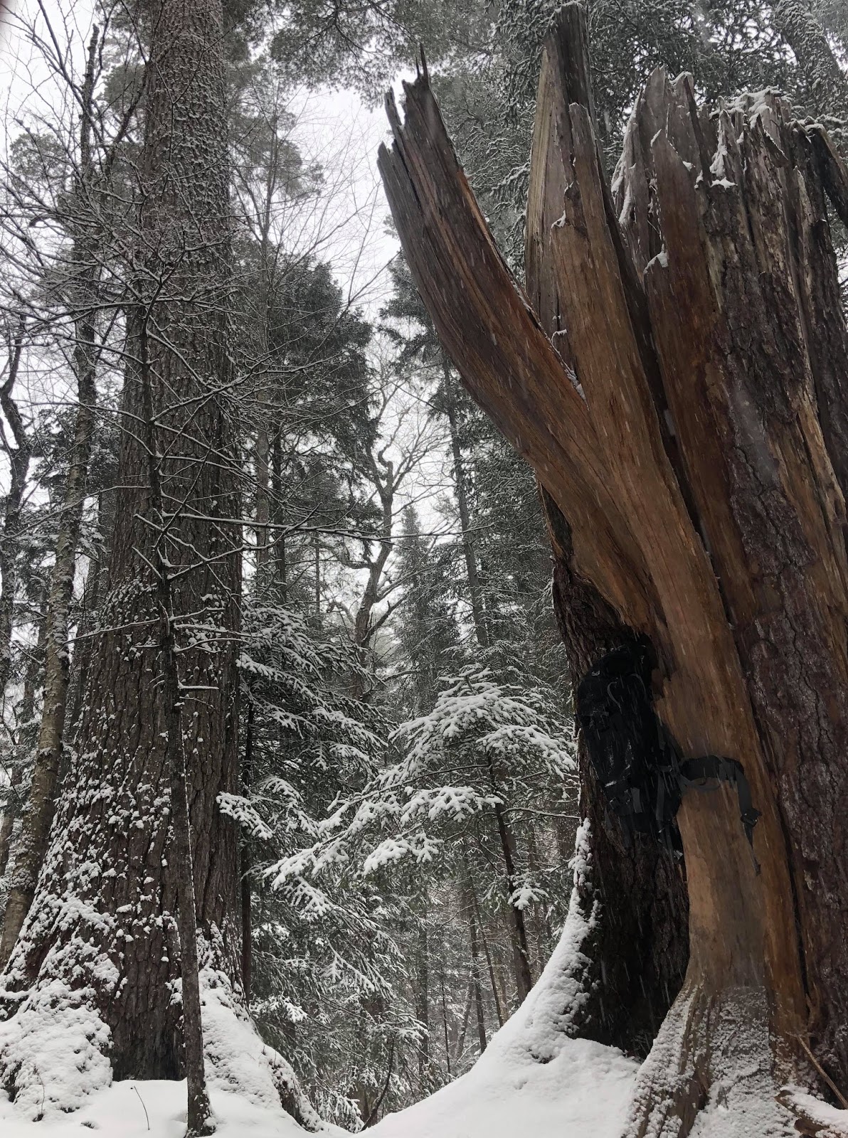 Ecology of Appalachia: The 1675 Grove: A Virgin White Pine Forest
