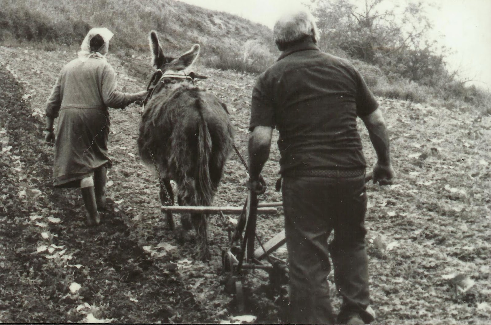 Con espíritu crítico: Cien años con Platero