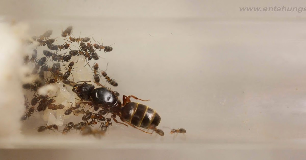 Hangyafarm: A hangyák társadalma (kasztok)