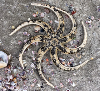 Sandy strandings: the role of contingency in the beach biosphere ...