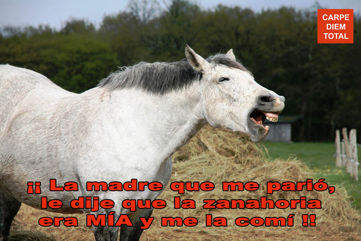 Fotos De Caballos Graciosos