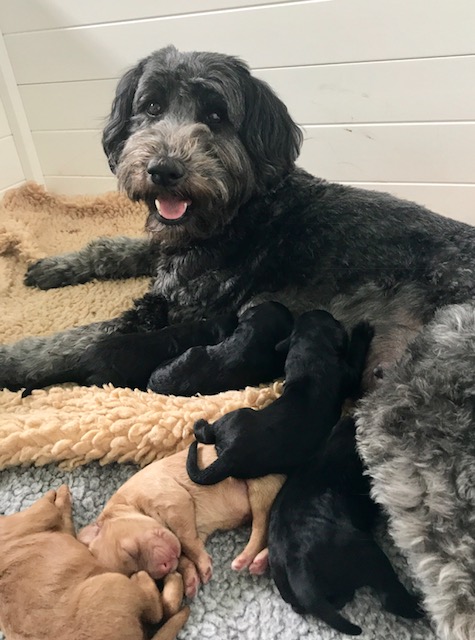 Golden Gate Labradoodles: Authentic Australian Labradoodles
