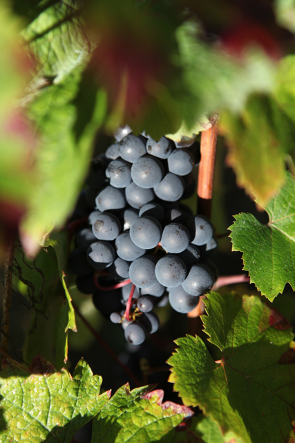 Jim's Loire: 2012 Loire: Pineau d'Aunis@Clos Roche Blanche (Touraine)