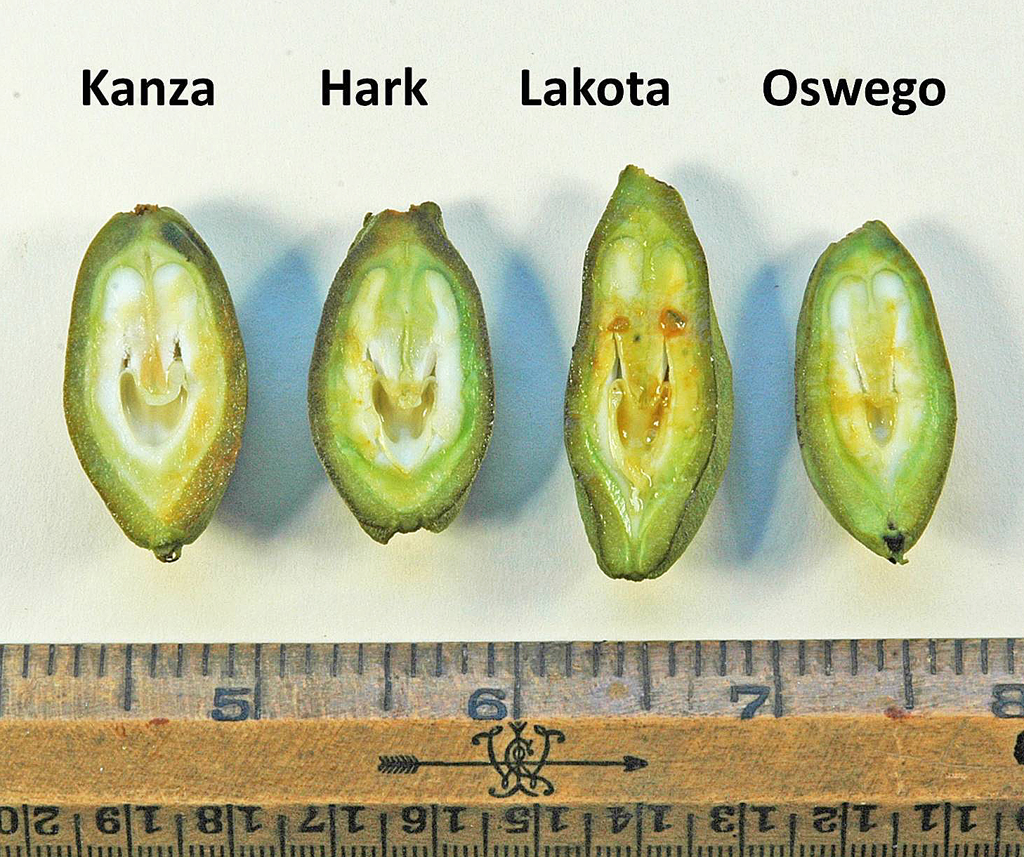 Northern Pecans: Pecan fruit sizing during July