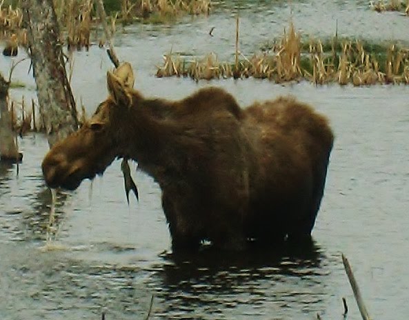 Why do Moose have Bells? - Tuscarora Lodge & Canoe Outfitters