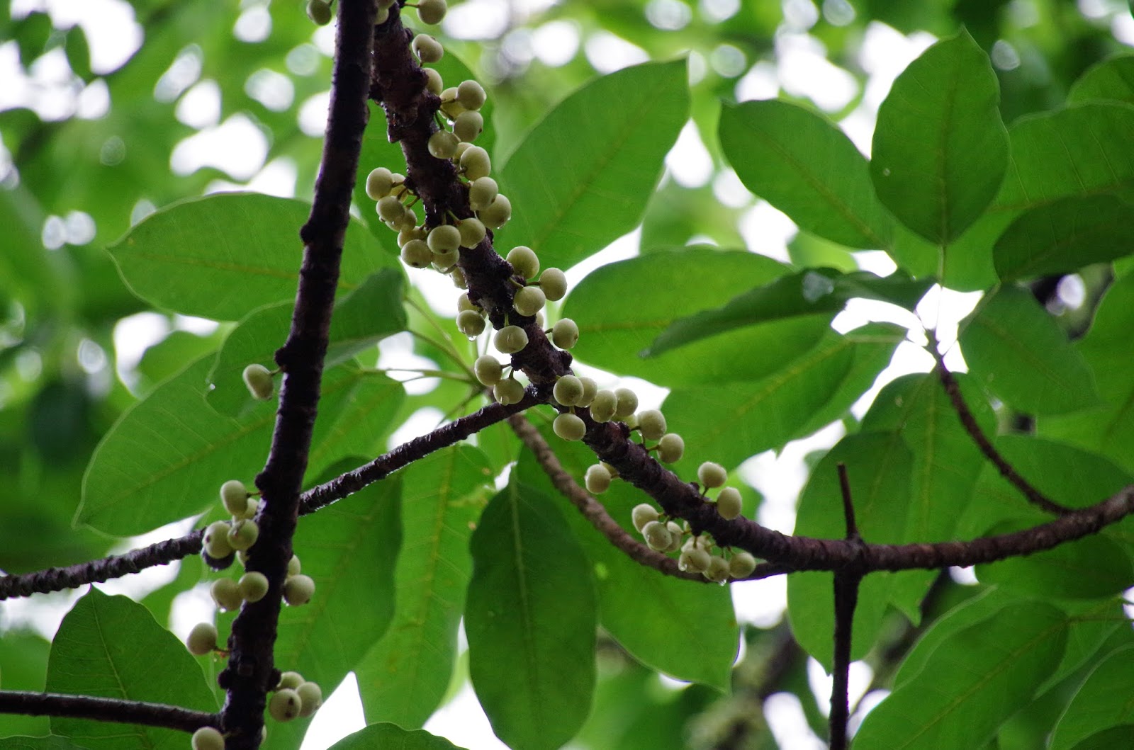 Trees and Plants: Sea Fig