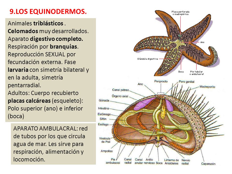 Info animales: INVERTEBRADOS, AMBIENTES Y DIMENSIONES CORPORALES
