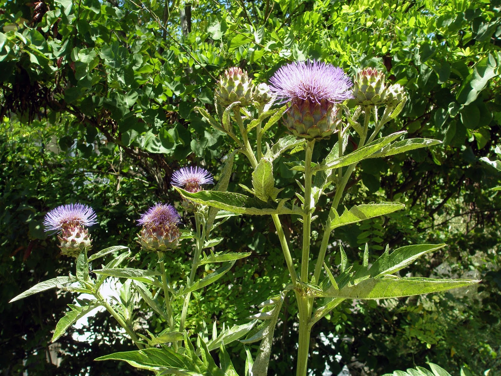 Horta Biológica/Jardim Mediterrânico/Plantas Aromáticas: Os nossos cardos