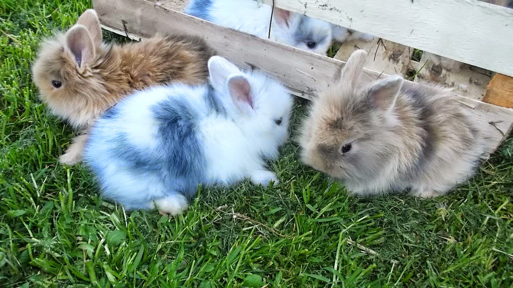 Angorski kunići su prave prelijepe nježne maze i dobrice-zaštitimo ih.