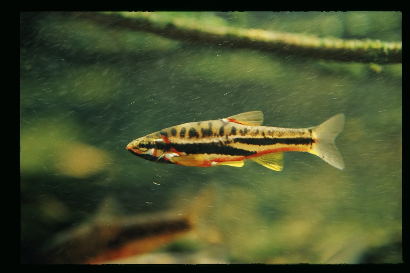 Roanoke logperch | Virginia Living Museum