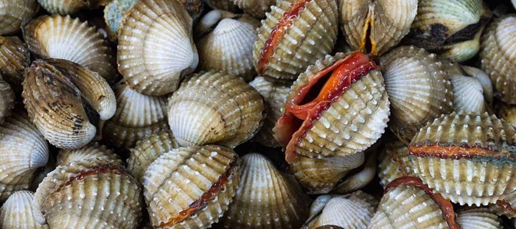 Earth's Internet & Natural Networking: Parasites, Ecology & the ...