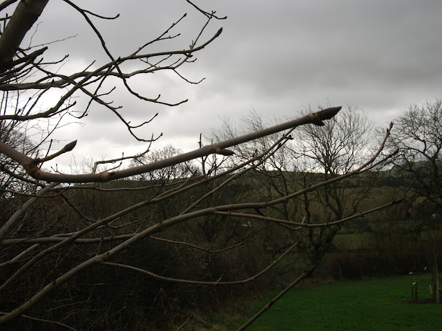 Trees on the boundary