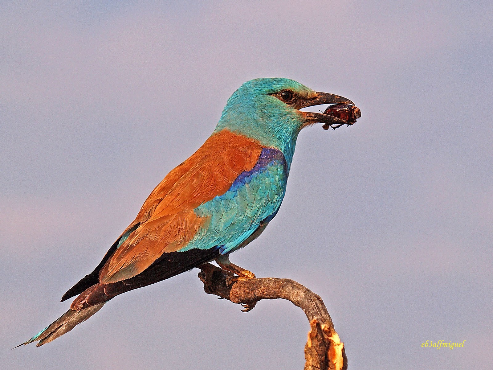 MIS AMIGAS LAS AVES: La cria de la Carraca