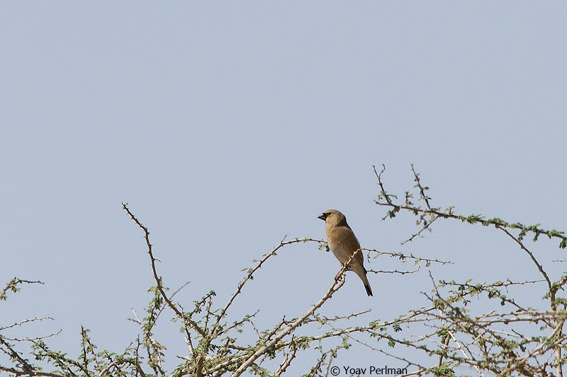 Yoav Perlman - birding, science, conservation, photography: March 2014